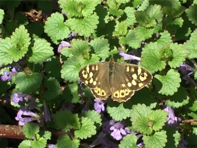 Schmetterlinge in Deutschland Waldbrettspiel
